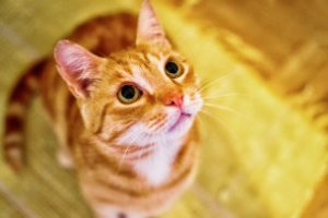 Animal Treatment | Warren, MI | Warren Animal Clinic